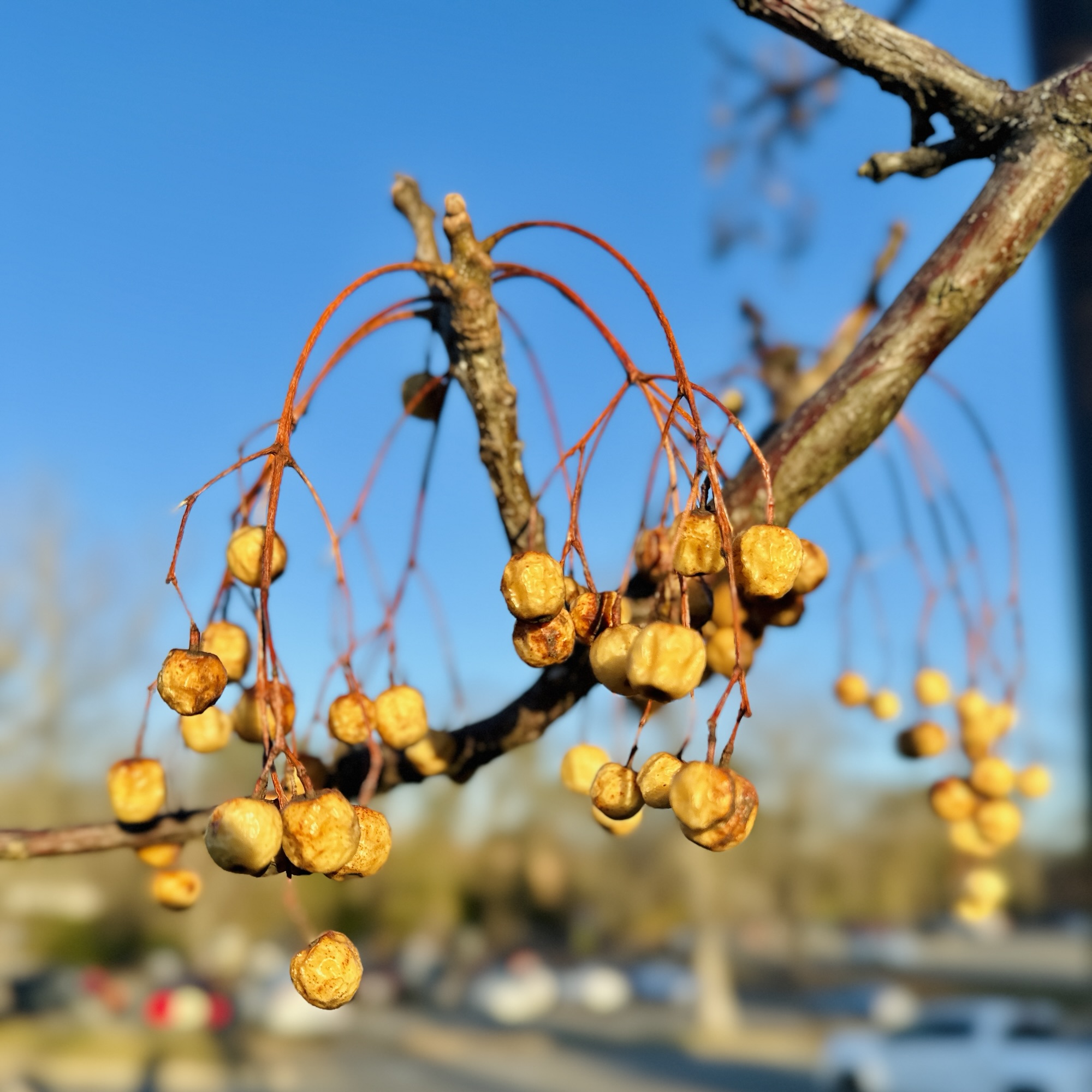 Early Spring Fruits – Brian C. Russell